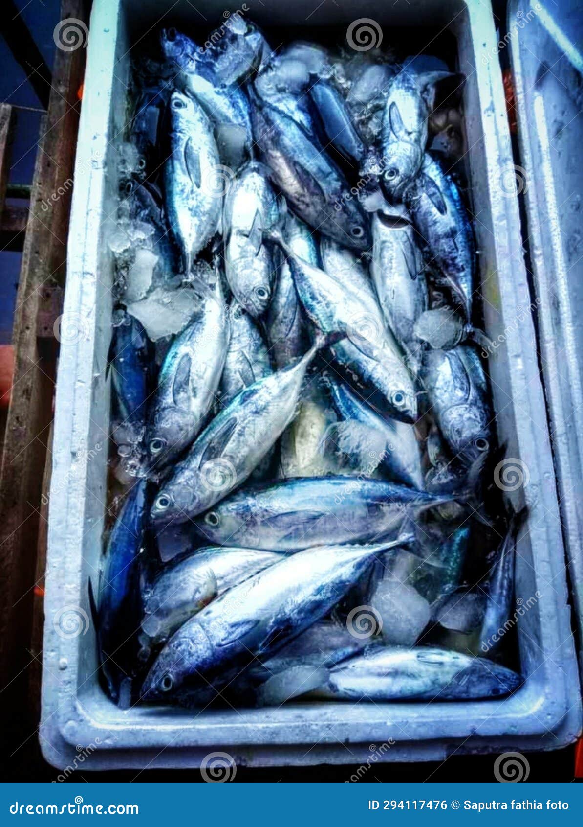 Small tuna fish for sale stock photo. Image of small - 294117476