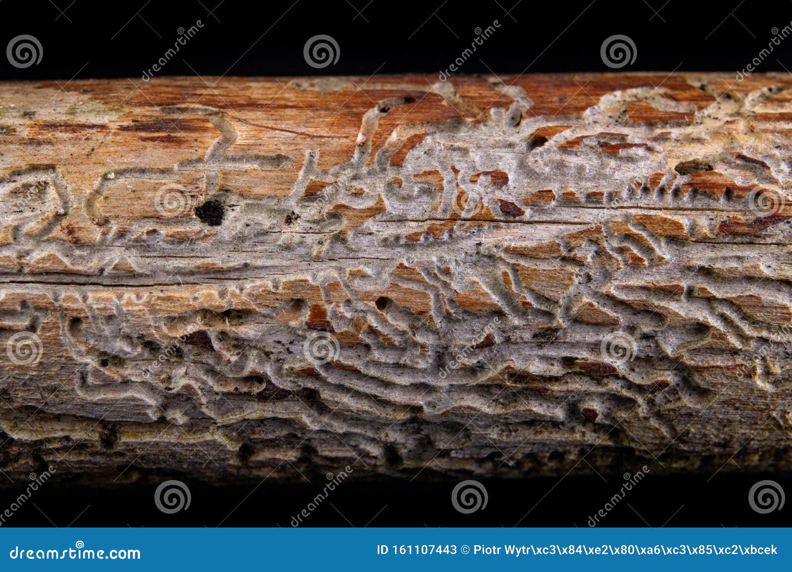 Small Tunnels of Bark Beetles in the Dry Branch of a Pine Tree ...
