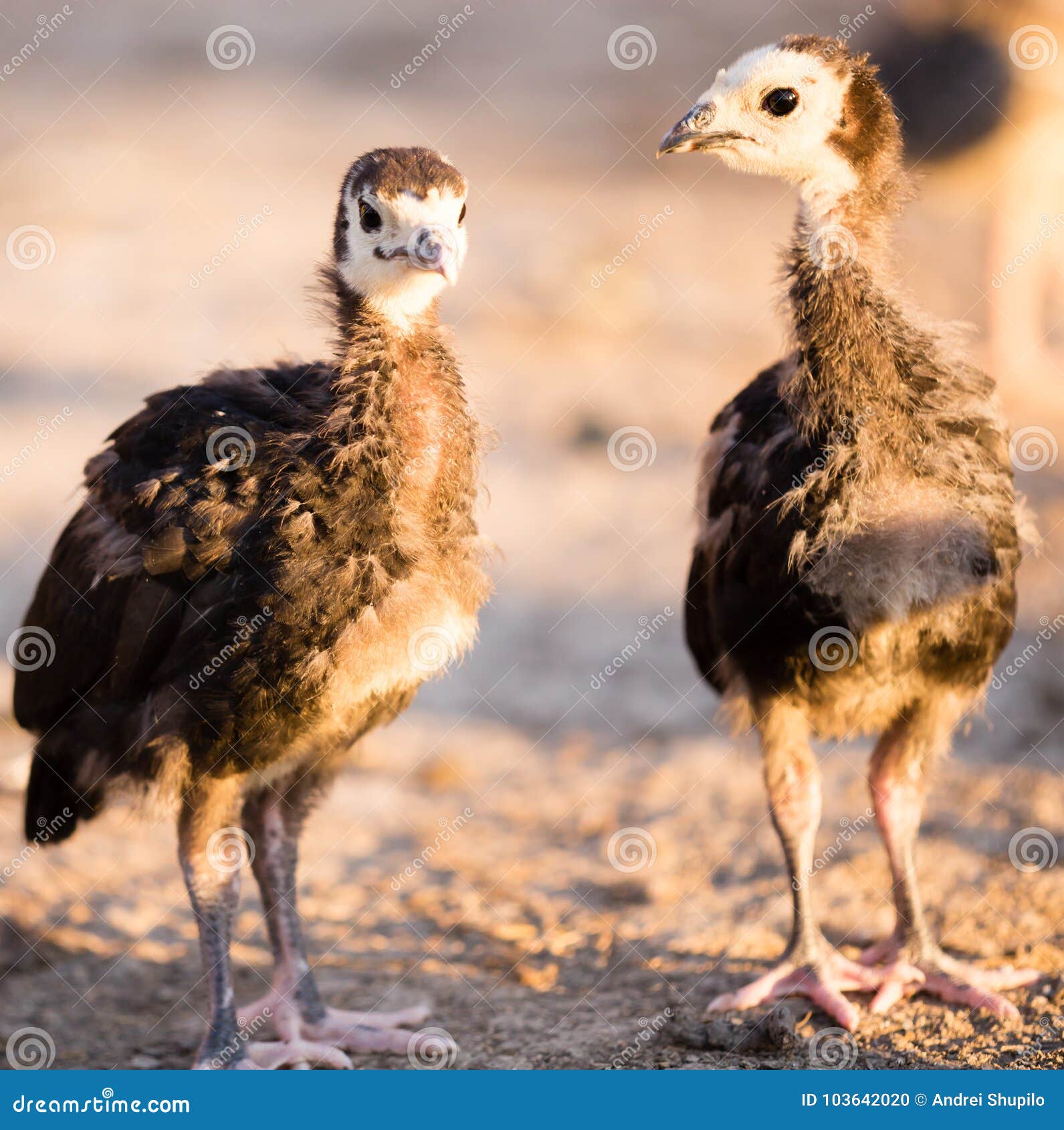 Small Turkey Chickens Graze on the Farm Stock Photo - Image of small ...
