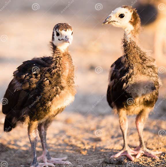 Small Turkey Chickens Graze on the Farm Stock Photo - Image of small ...