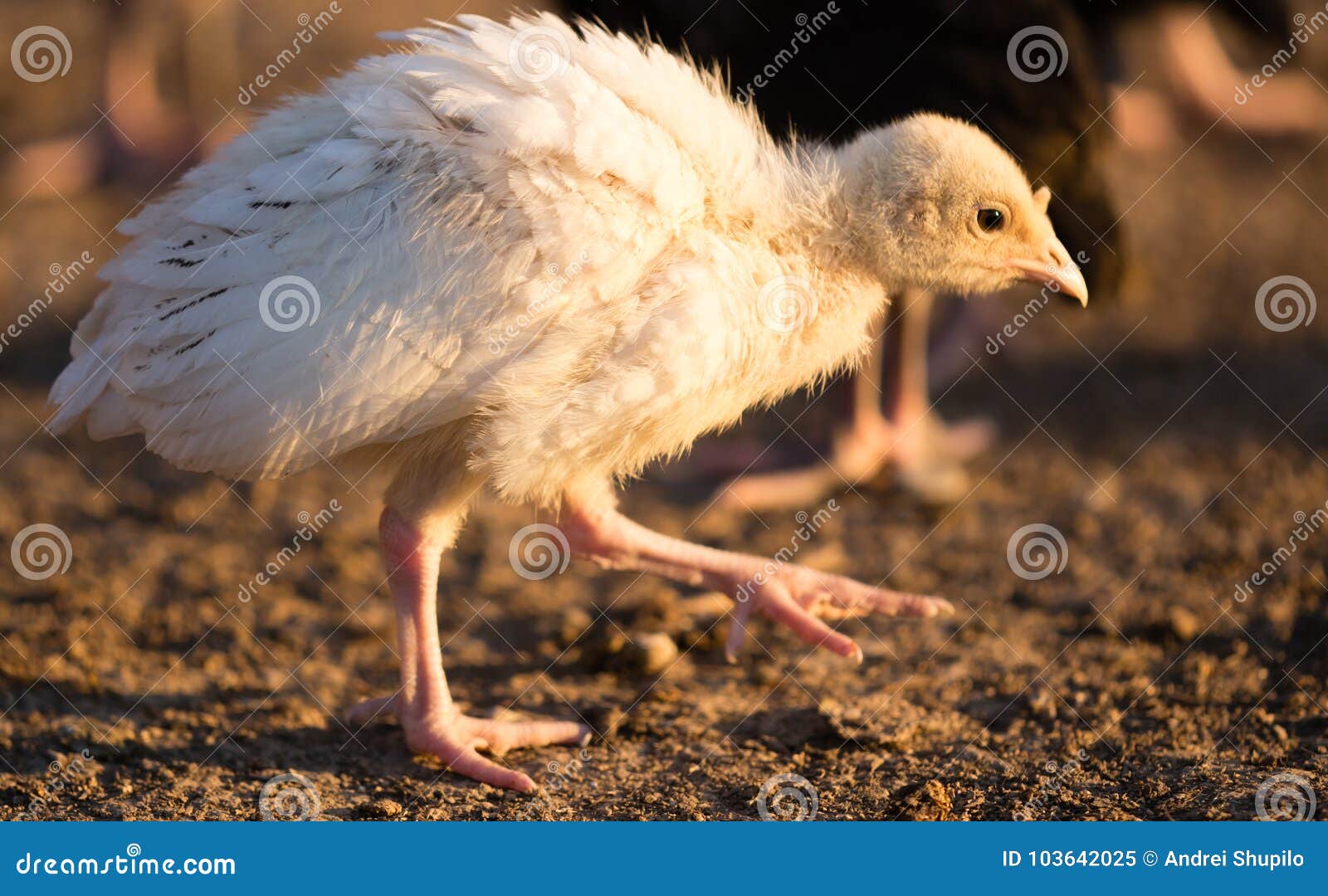 Small Turkey Chickens Graze on the Farm Stock Image - Image of mother ...