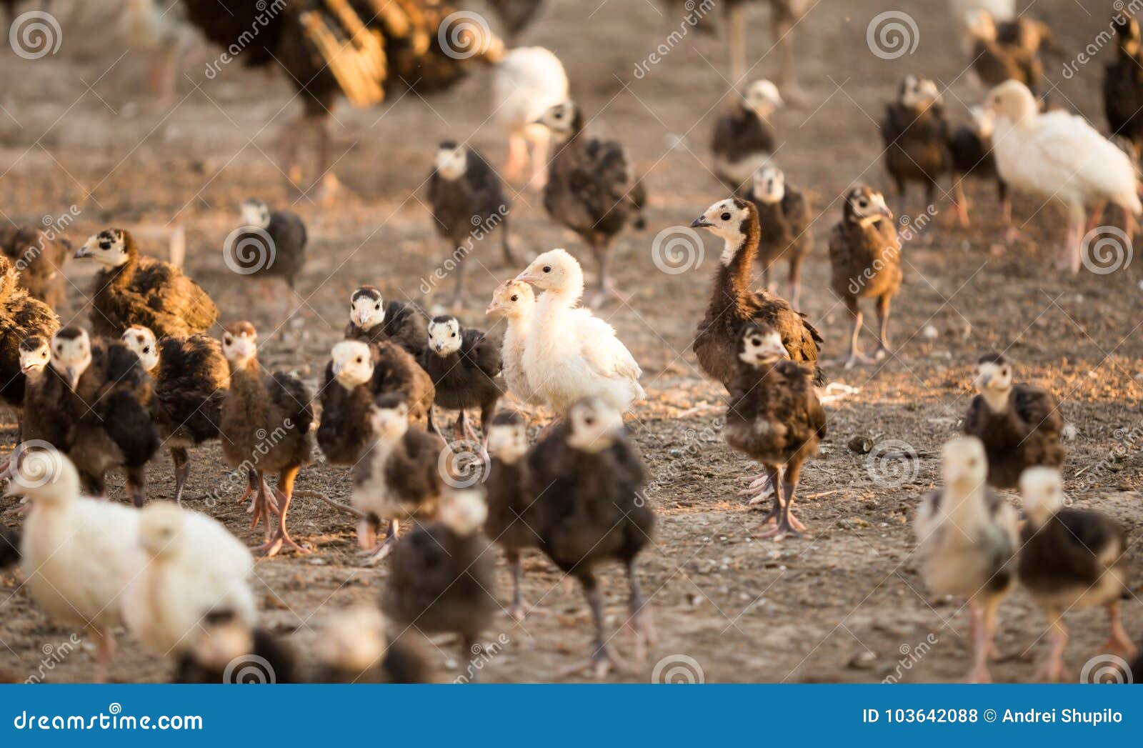 Small Turkey Chickens Graze on the Farm Stock Photo - Image of turkey ...