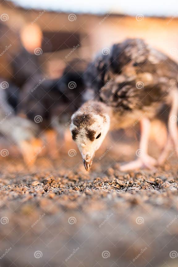 Small Turkey Chickens Graze on the Farm Stock Image - Image of female ...