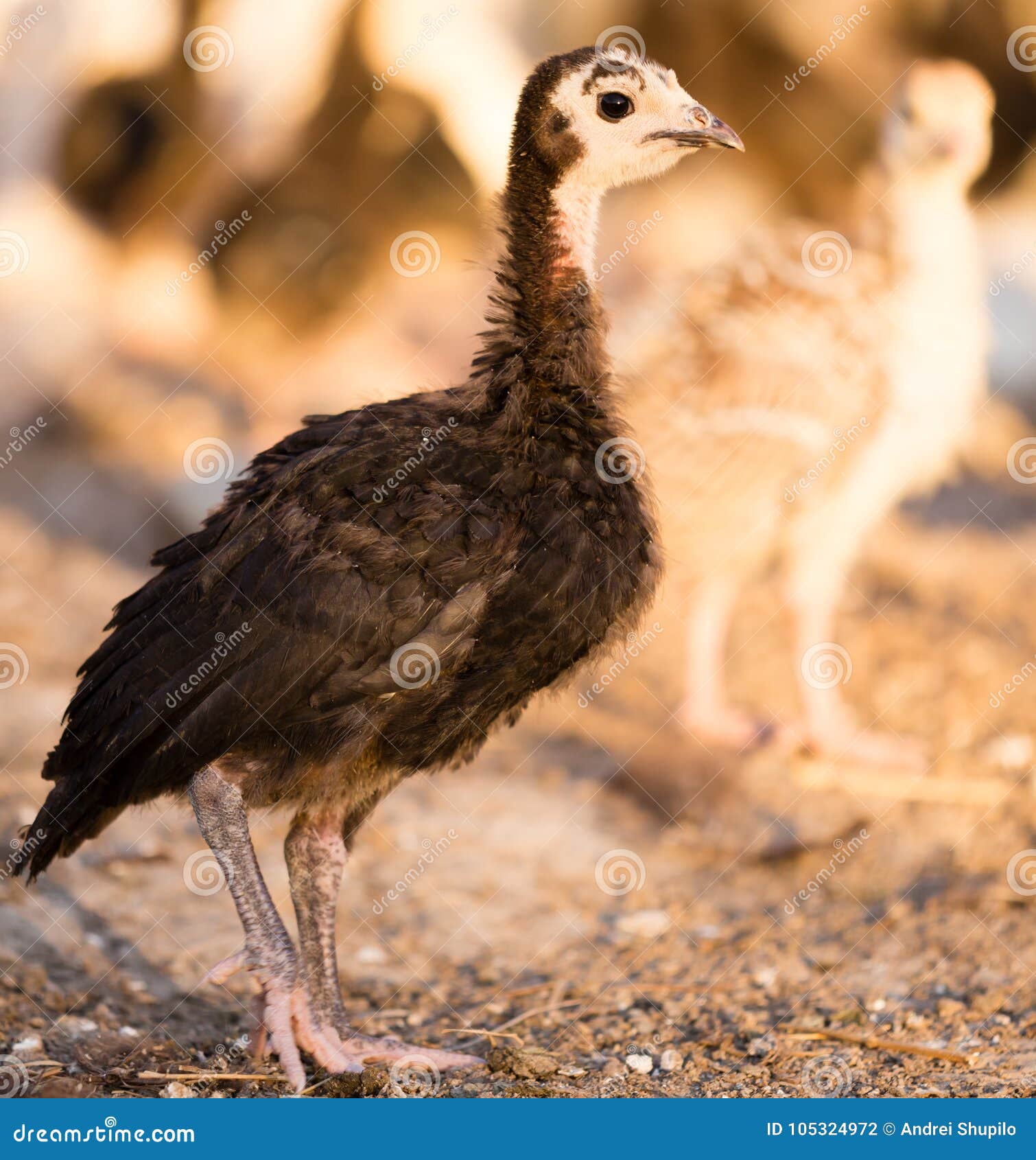 Small Turkey Chickens Graze on the Farm Stock Photo - Image of nature ...