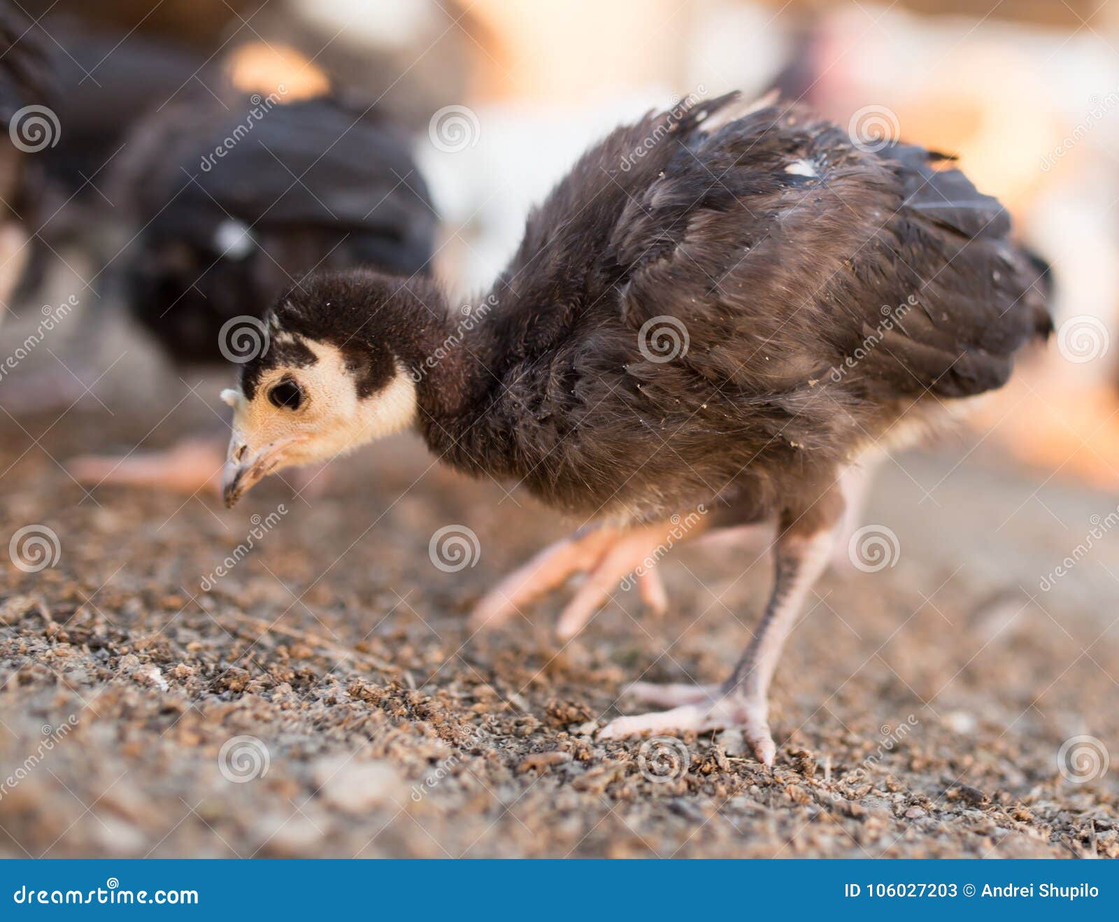 Small Turkey Chickens Graze on the Farm Stock Image - Image of black ...