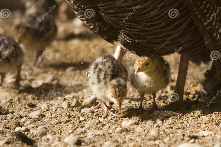 Small turkeys stock photo. Image of chicks, flock, pecking - 31917464