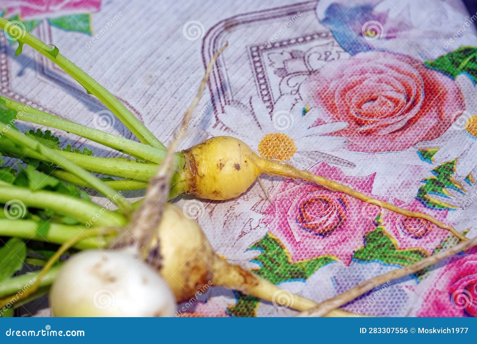 A Small Turnip Lies on the Table Stock Photo - Image of wooden, table ...