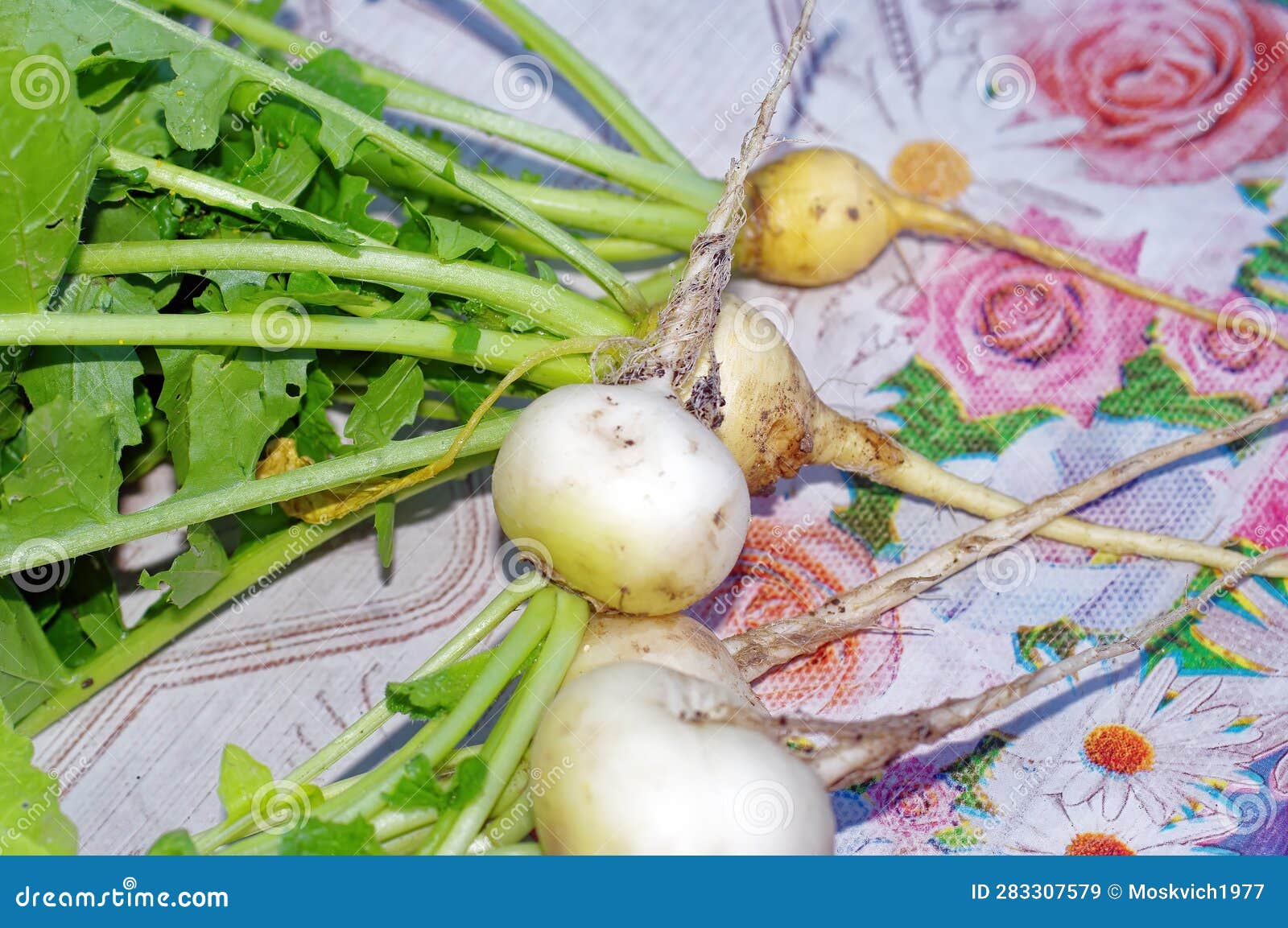 A Small Turnip Lies on the Table Stock Image - Image of autumn, wooden ...