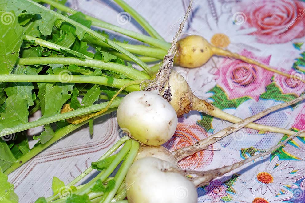 A Small Turnip Lies on the Table Stock Image - Image of autumn, wooden ...
