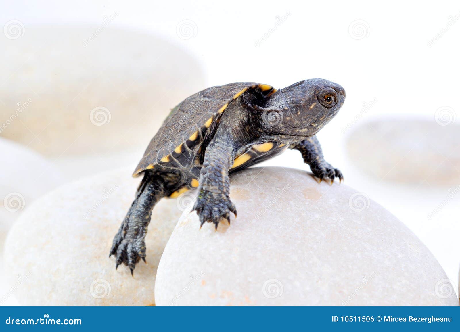 Small turtle stock photo. Image of small, closeup, slow - 10511506