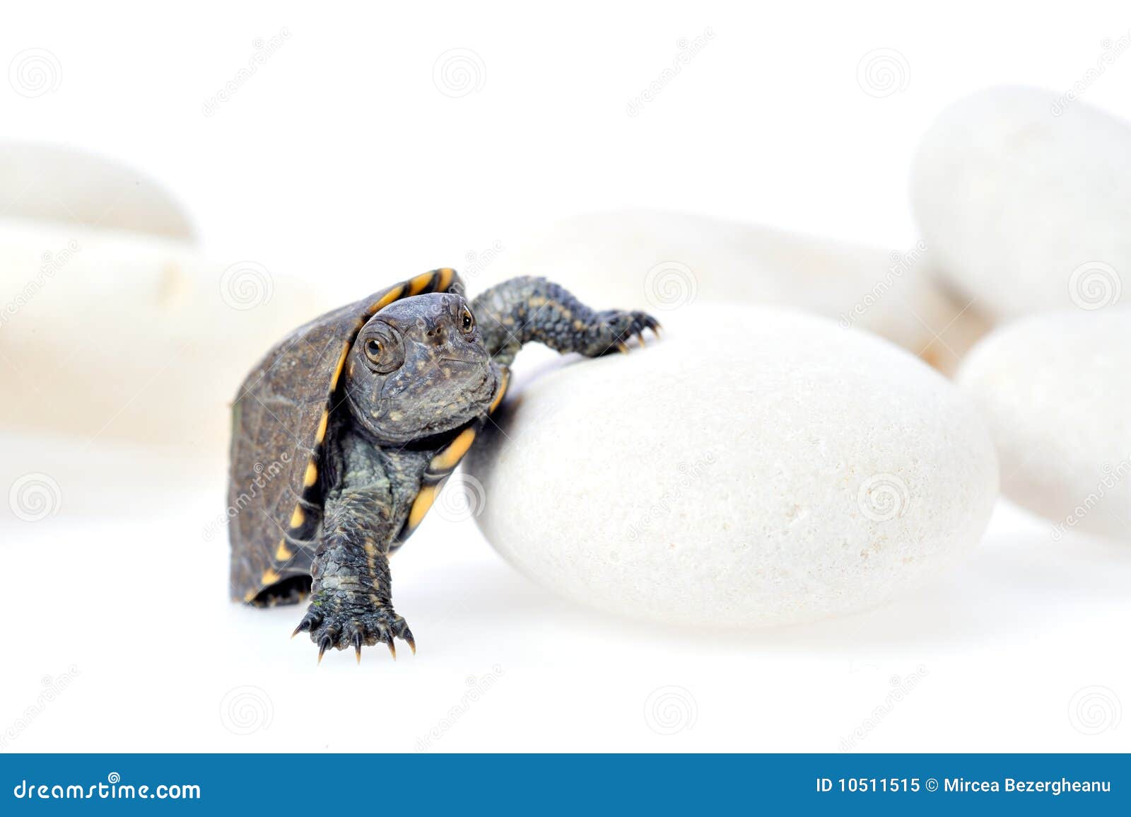 Small turtle stock image. Image of resting, relax, retreat - 10511515