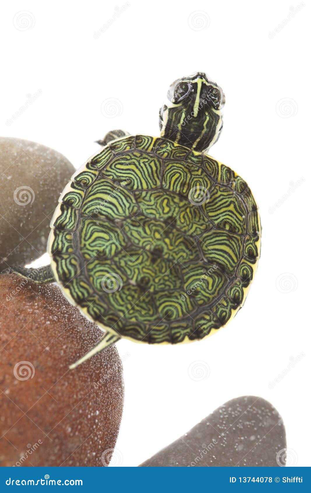 Small turtle stock photo. Image of lazy, patience, running - 13744078