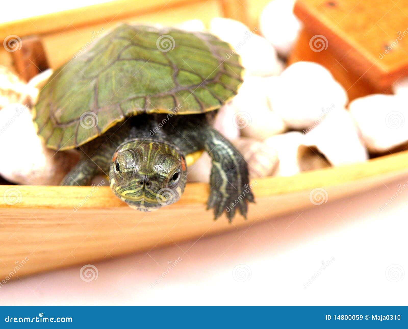 Small turtle stock image. Image of reptile, color, animals - 14800059