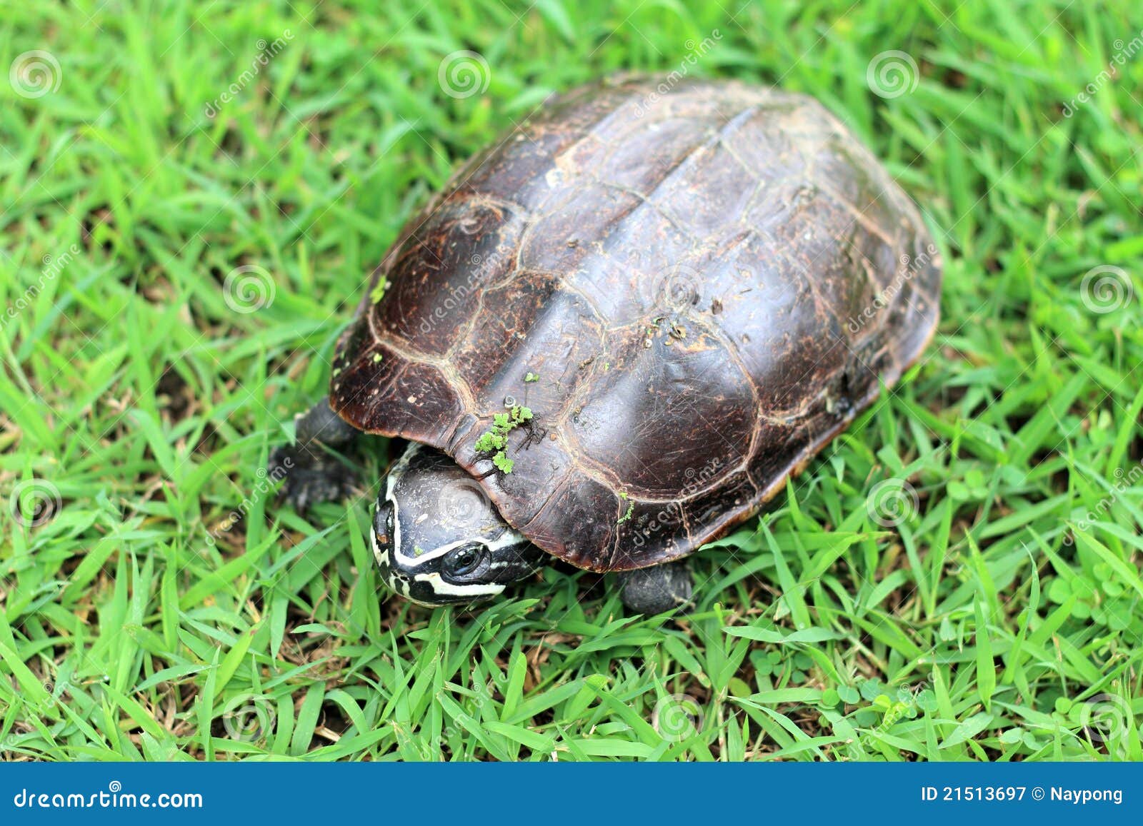 Small Turtle stock image. Image of slow, grass, walking - 21513697