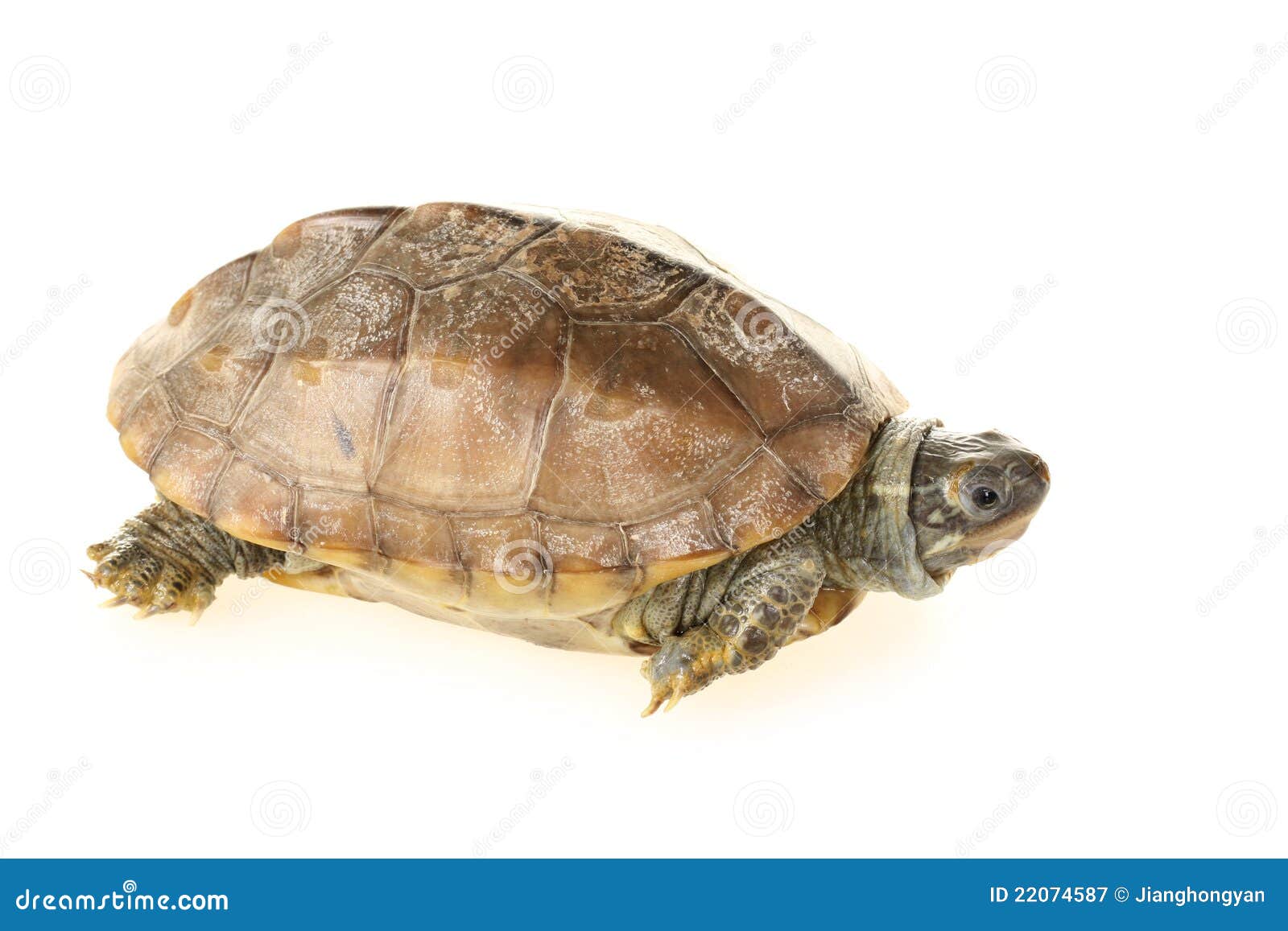 Small turtle stock image. Image of claw, isolated, white - 22074587
