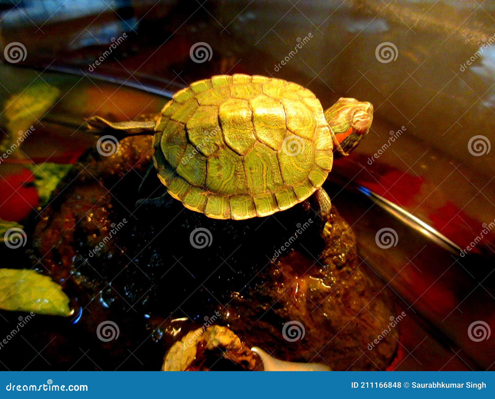 Small Turtle Basking on a Stone with One Leg Raised in Air Stock Photo ...