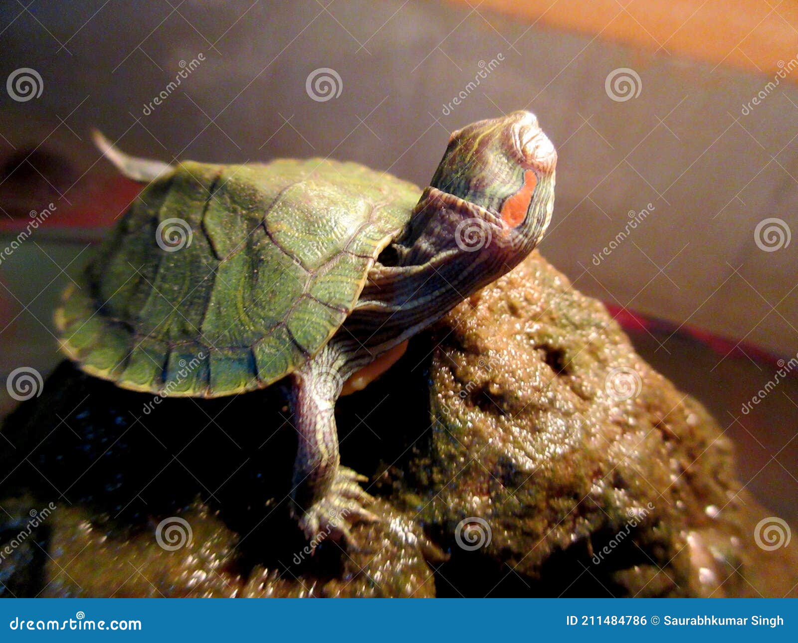 A Turtle With A Raised Head Basks In The Bright Spring Sun On The Mossy ...