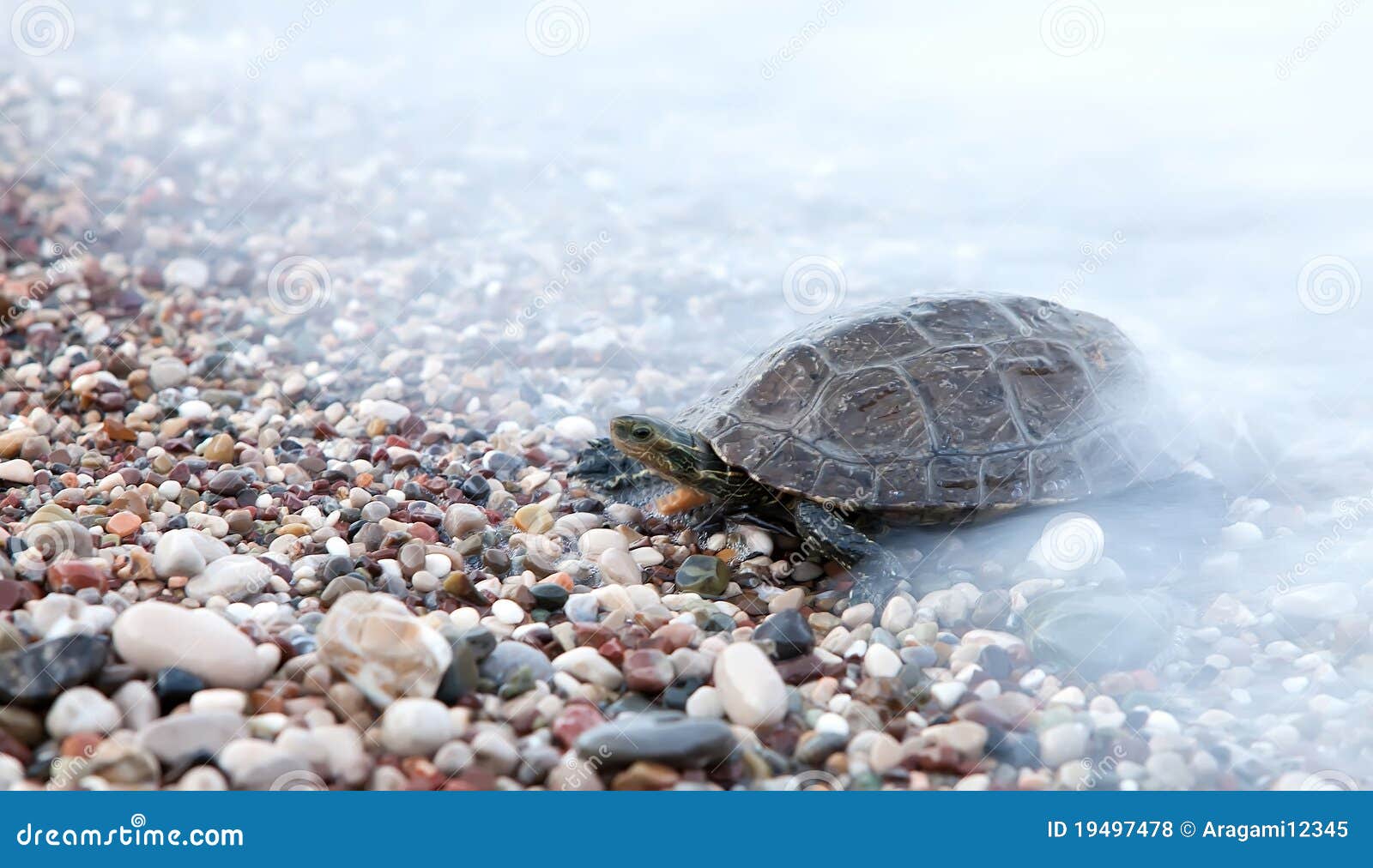 Small Turtle Crawling in Sea Waves Stock Photo - Image of beach ...
