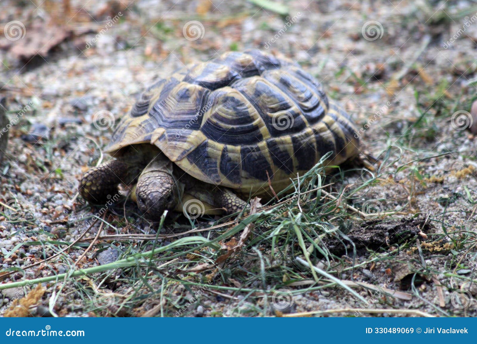Small Turtle Made Of Marble, Mexican Crafts Royalty-Free Stock ...