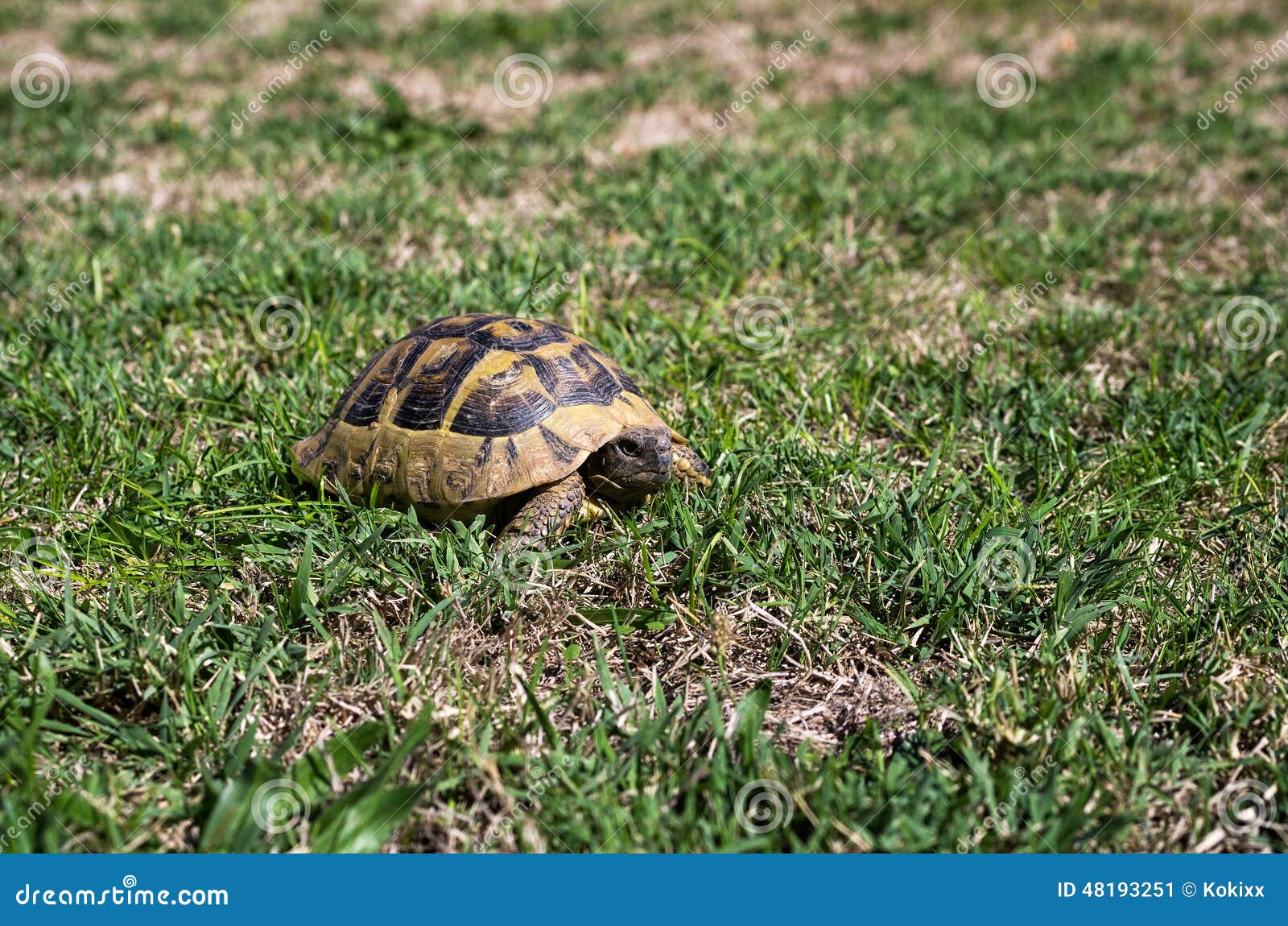A small turtle stock image. Image of wildlife, animal - 48193251