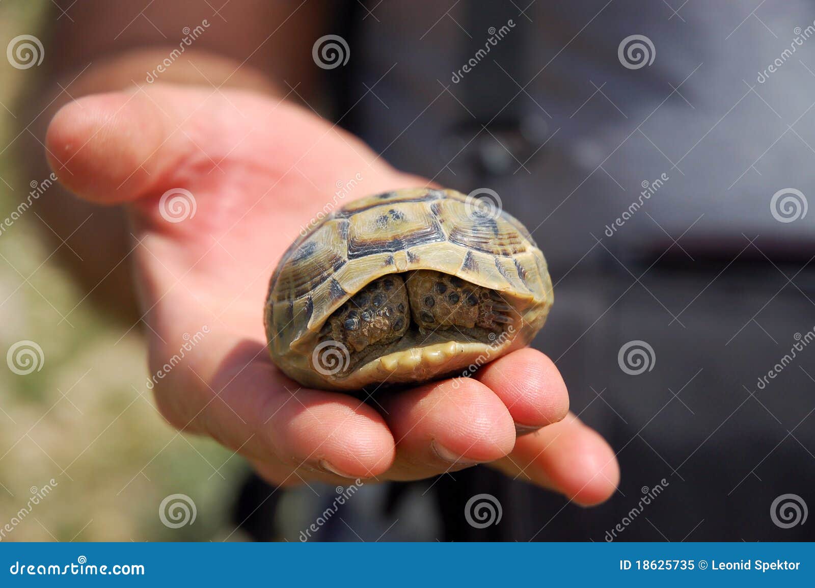 Small turtle on the hand. stock image. Image of park - 18625735