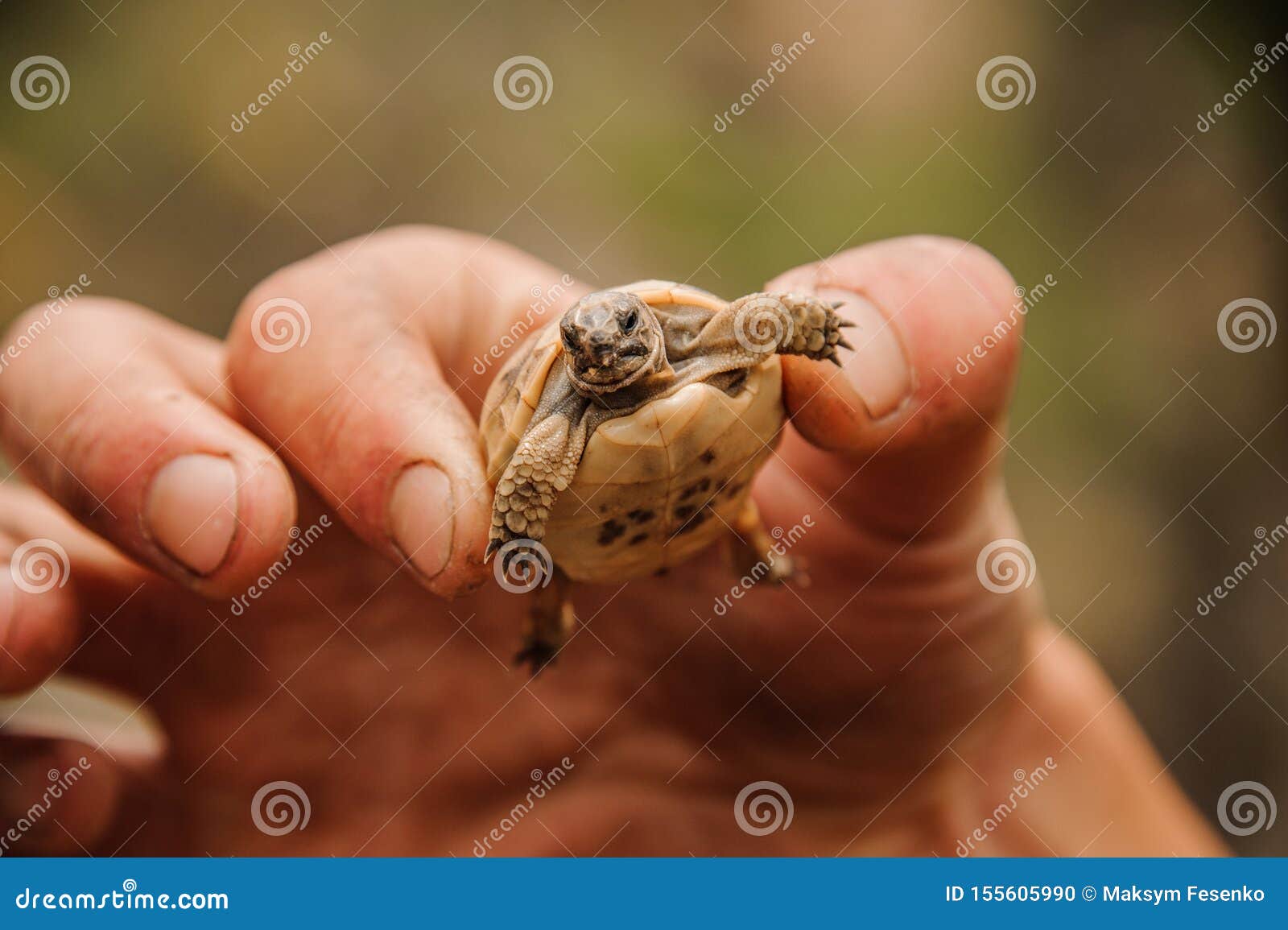 Small Turtle in a Hand of Human Stock Photo - Image of adorable, animal ...