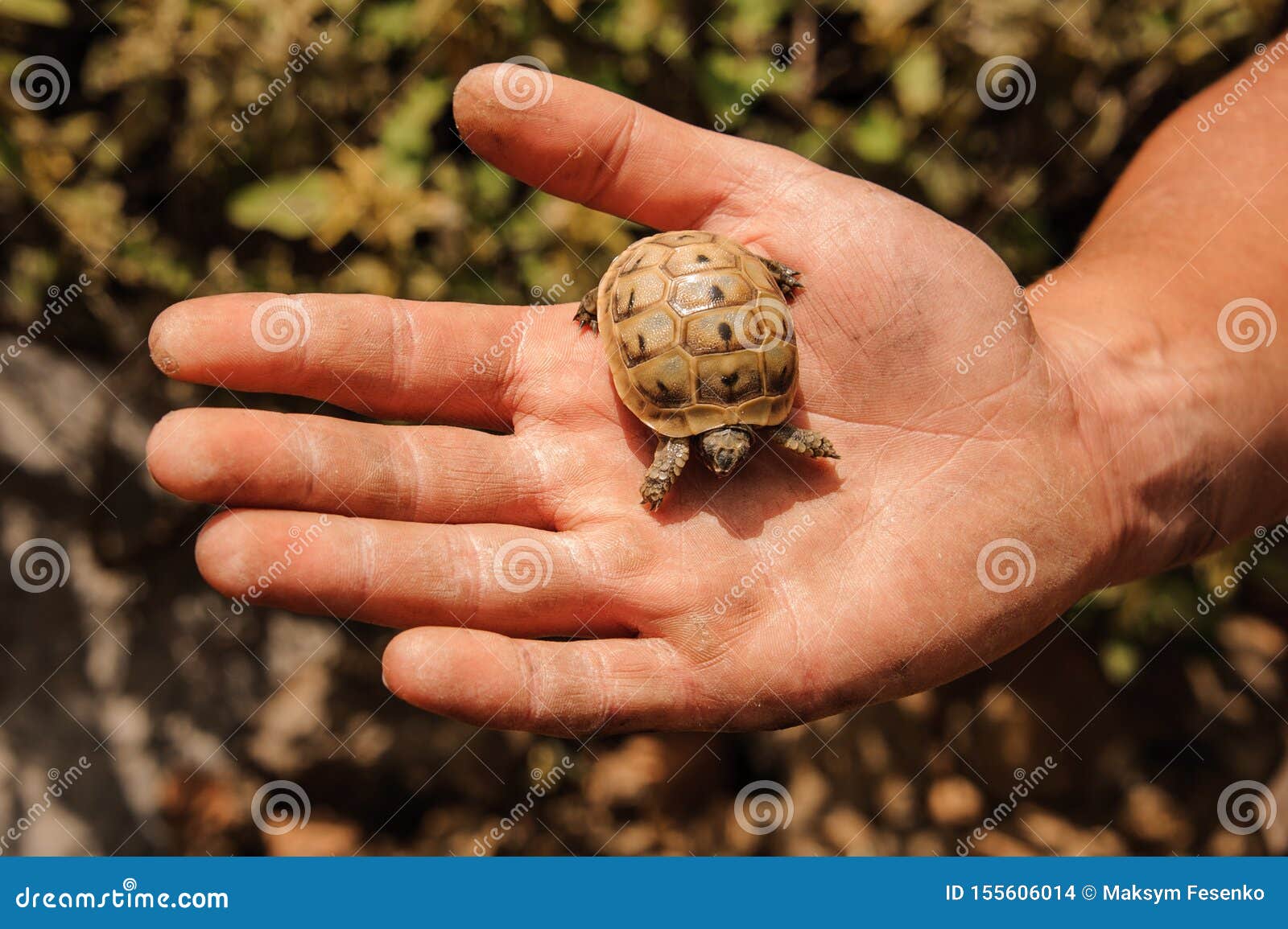 Small Turtle in a Hand of Man Stock Photo - Image of natural, farm ...