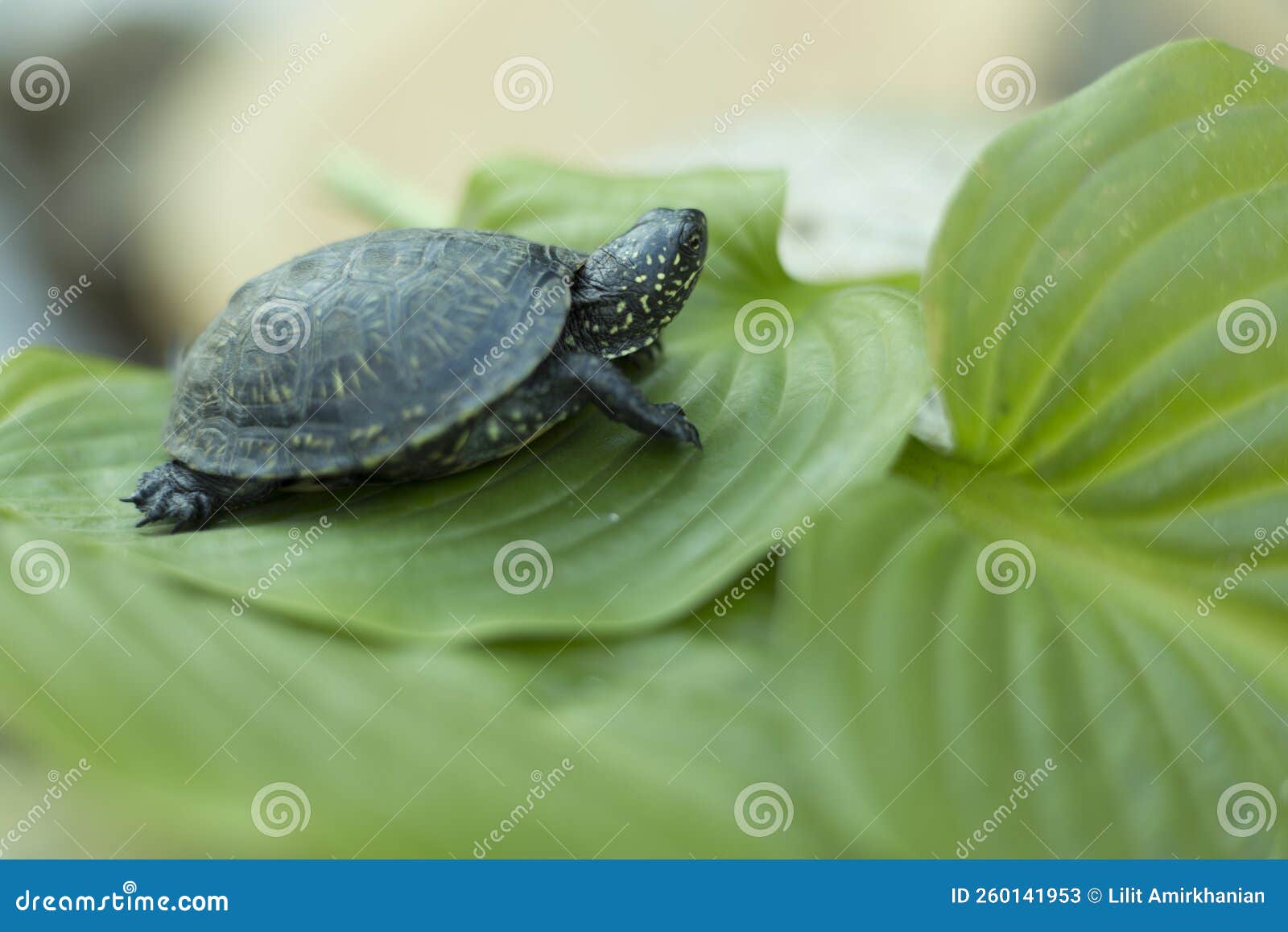 Small Turtle with Leaves Outdoors Stock Image - Image of garden, grass ...