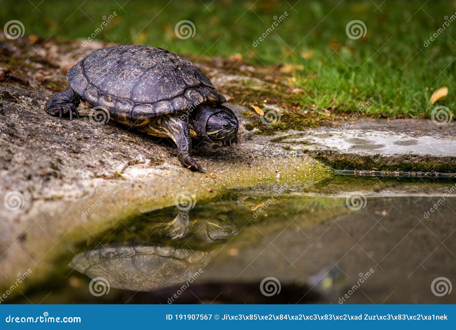 Turtle In The Nature Habitat, Wildlife In Cuba. Cuban Slider, Trachemys ...