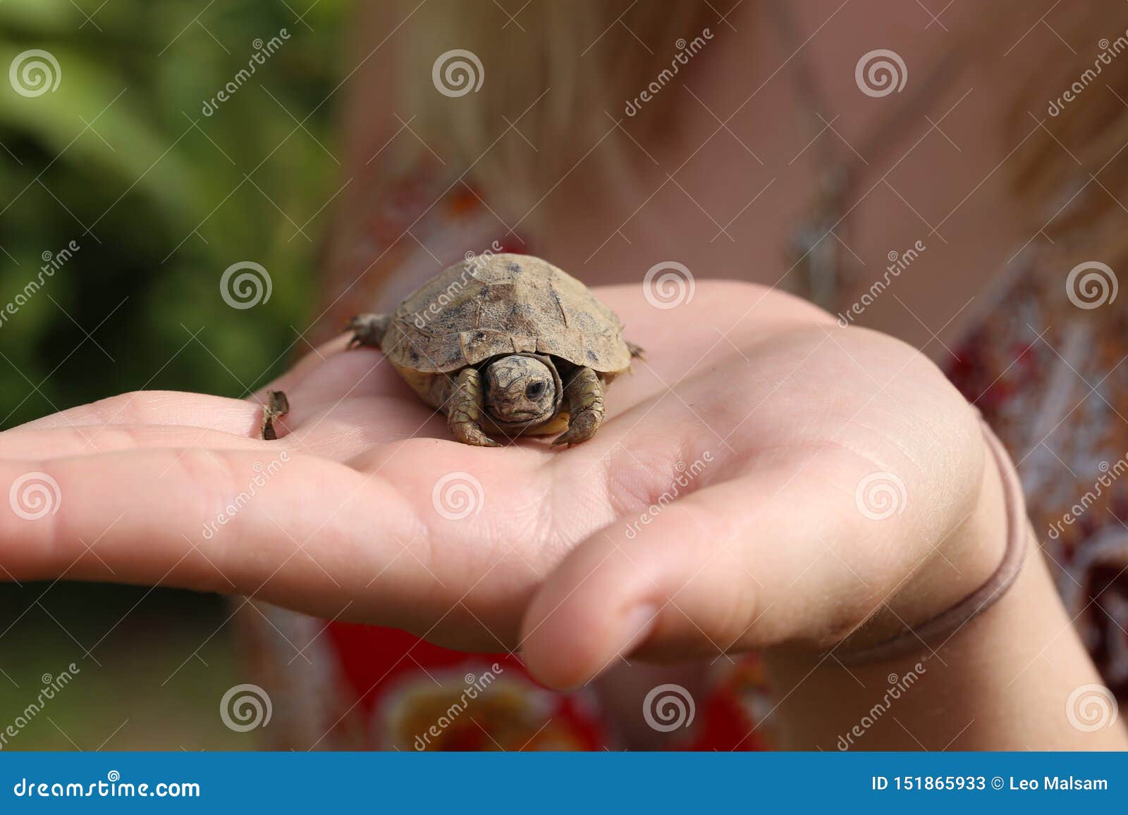 A Small Turtle in the Palm of Your Hand Stock Image - Image of animals ...