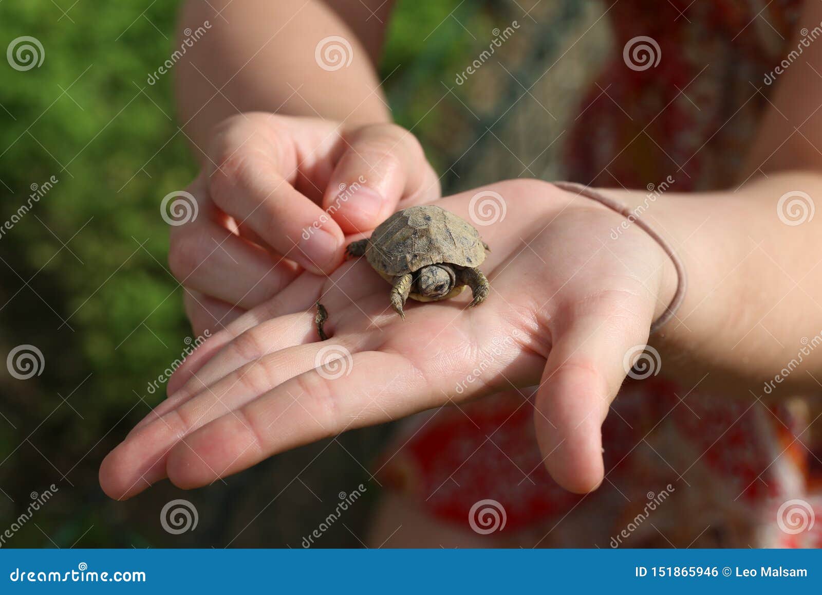 A Small Turtle in the Palm of Your Hand Stock Photo - Image of nature ...