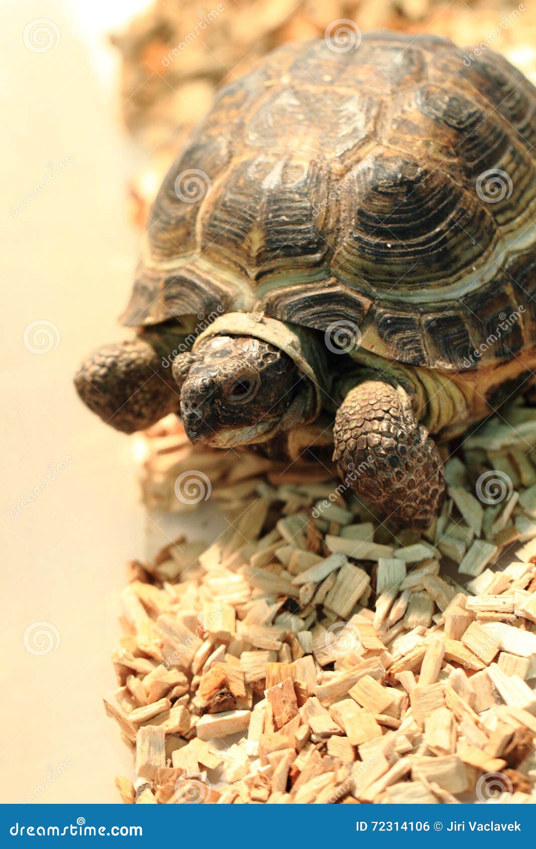 Small turtle pet stock photo. Image of tortoise, shell - 72314106