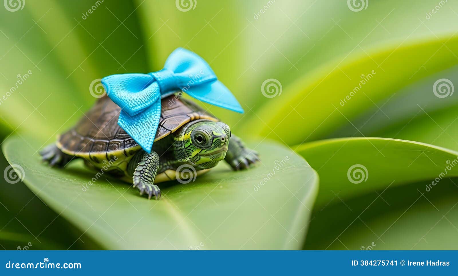 Trachemys Scripta Elegans Red-eared Slider, Red-eared Terrapin, Water ...