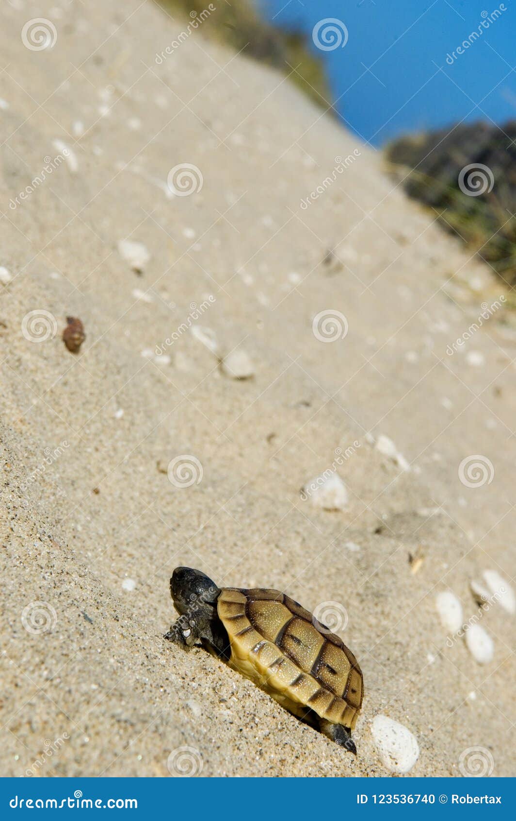Small Turtle on the Sandy Beach Surrounded by Pebbles Stock Photo ...