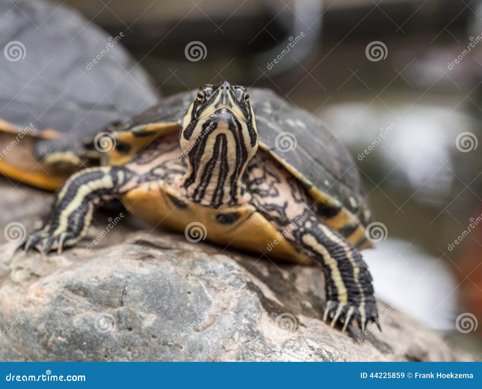 Small Turtle Staring at Camera Stock Image - Image of colors, staring ...