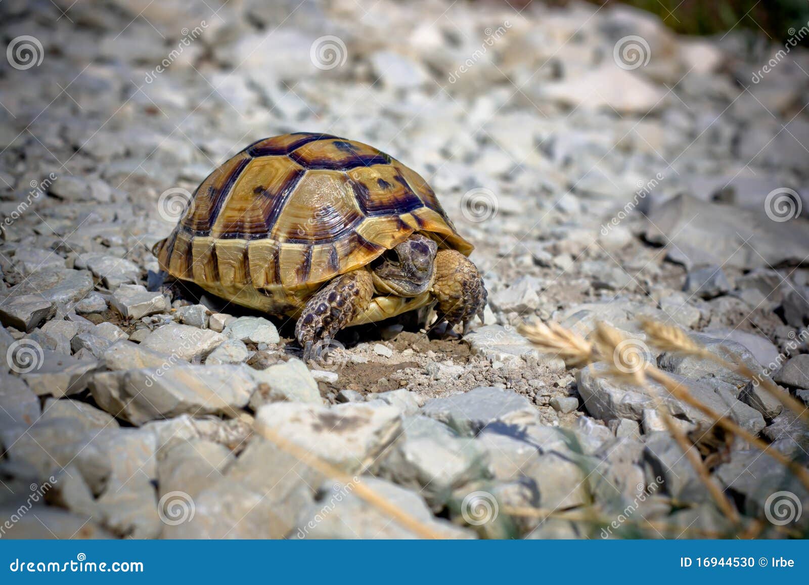 Small turtle on stones stock photo. Image of desert, south - 16944530