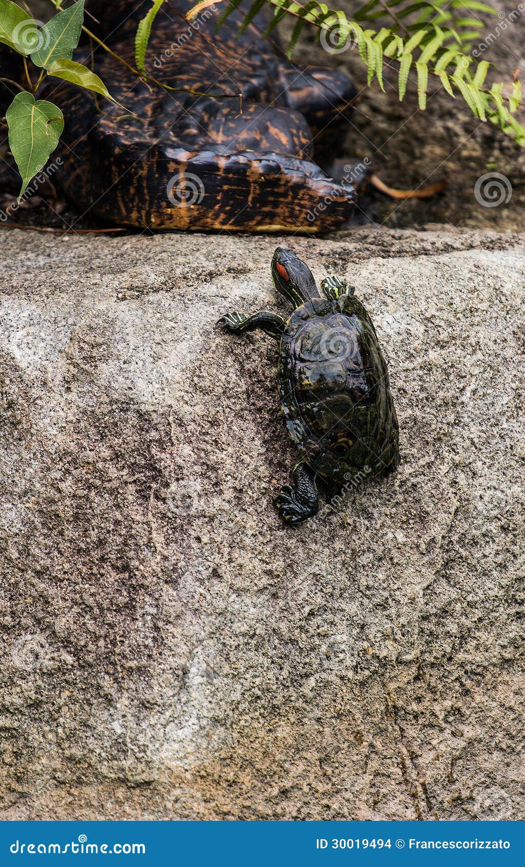 Turtle Climbing a Wall stock photo. Image of reptile - 30019494