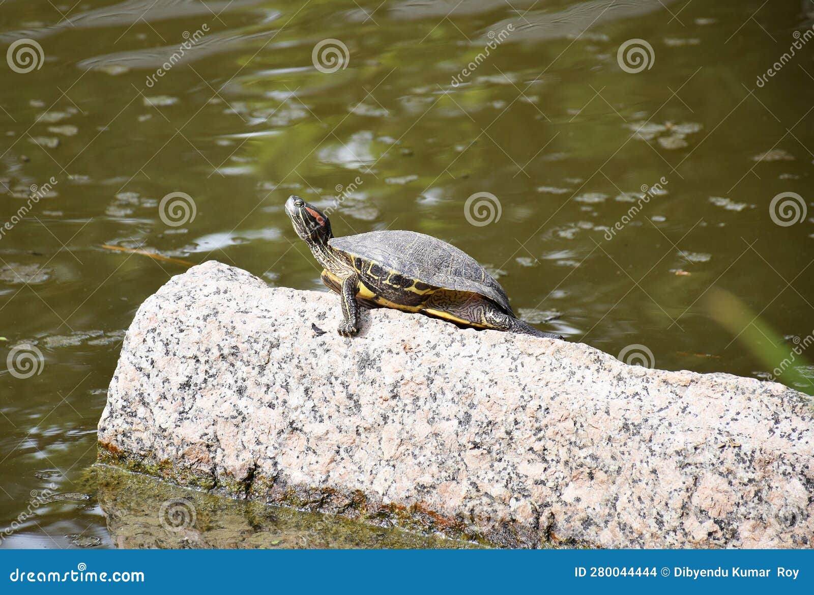 Small Turtle Sun Bathing To Regulate Body Temperature Stock Photo ...