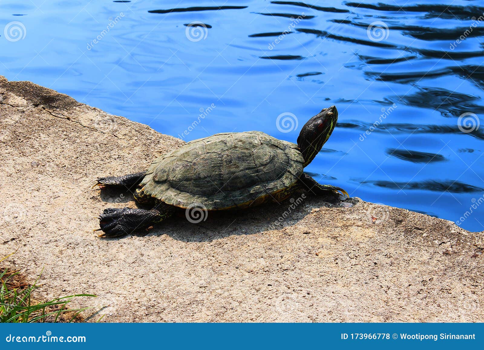 A Small Turtle Sunbathe beside the Pond Stock Photo - Image of nature ...