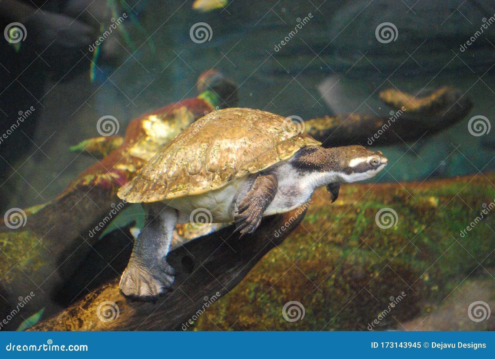 Small Turtle Swimming Along Underwater with Webbed Feet Stock Image ...