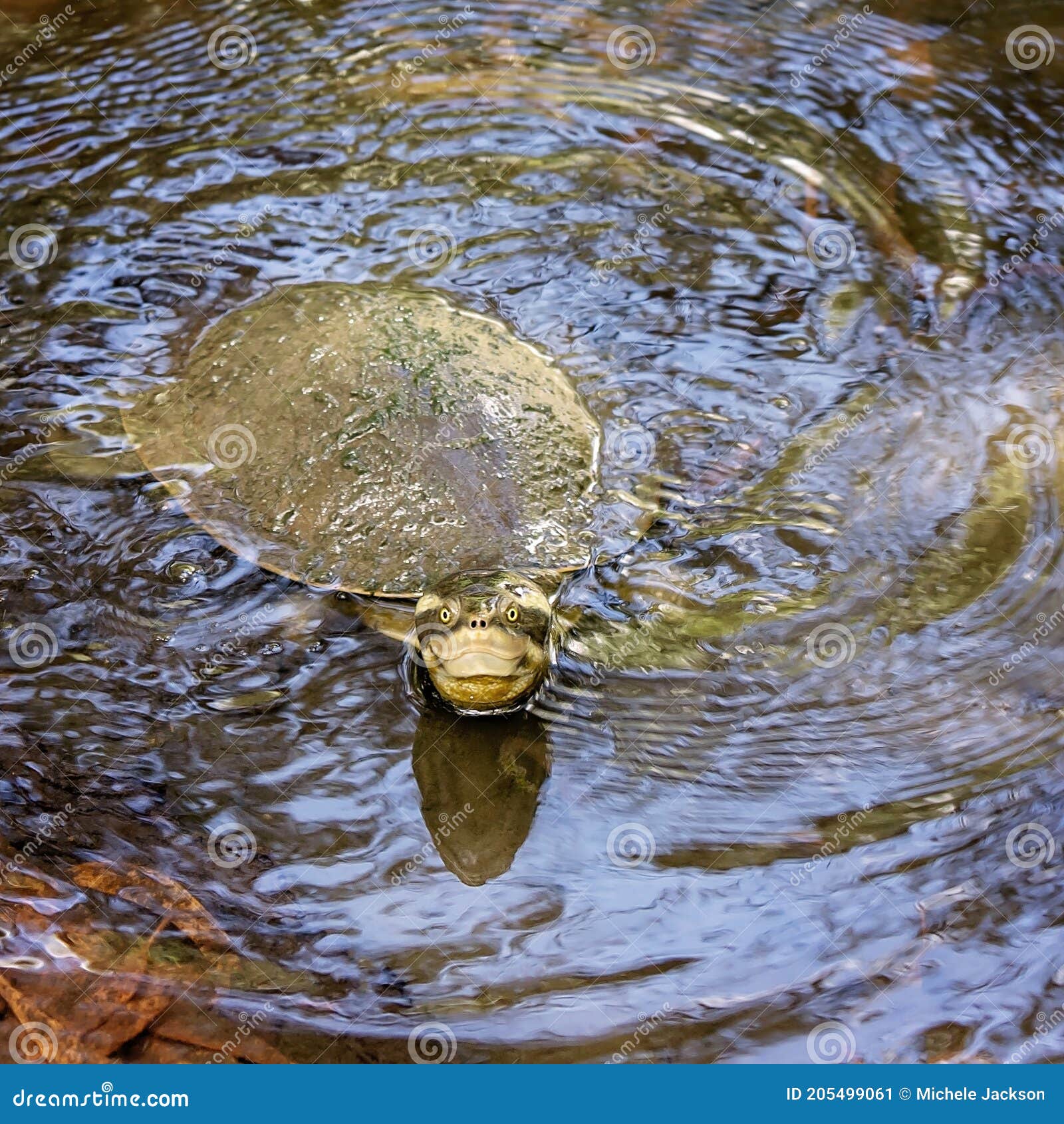 Small Turtle Swimming stock image. Image of australia - 205499061
