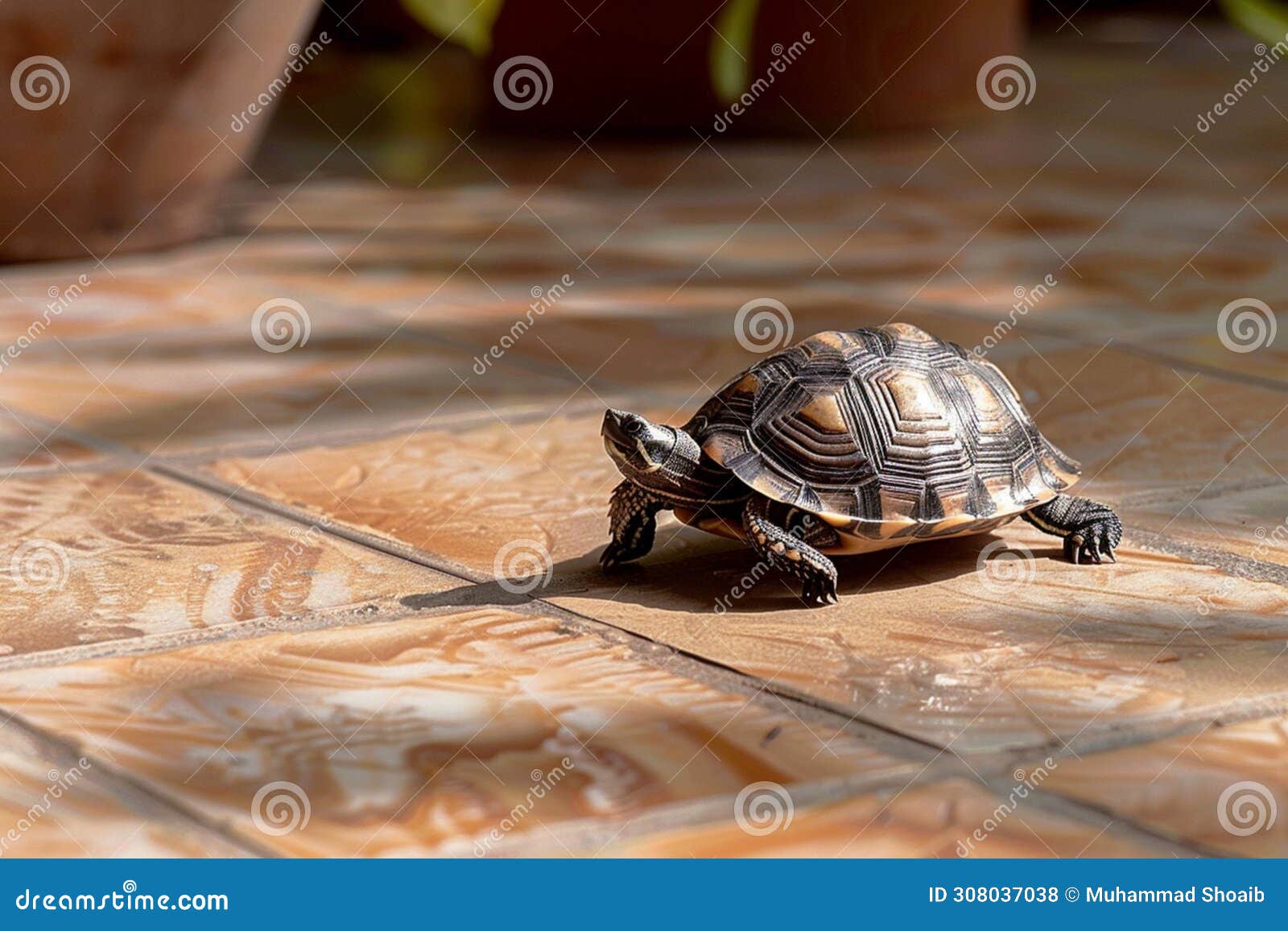 Small Turtle Traverses Tile Floor, Shell Glinting In Ambient Light ...