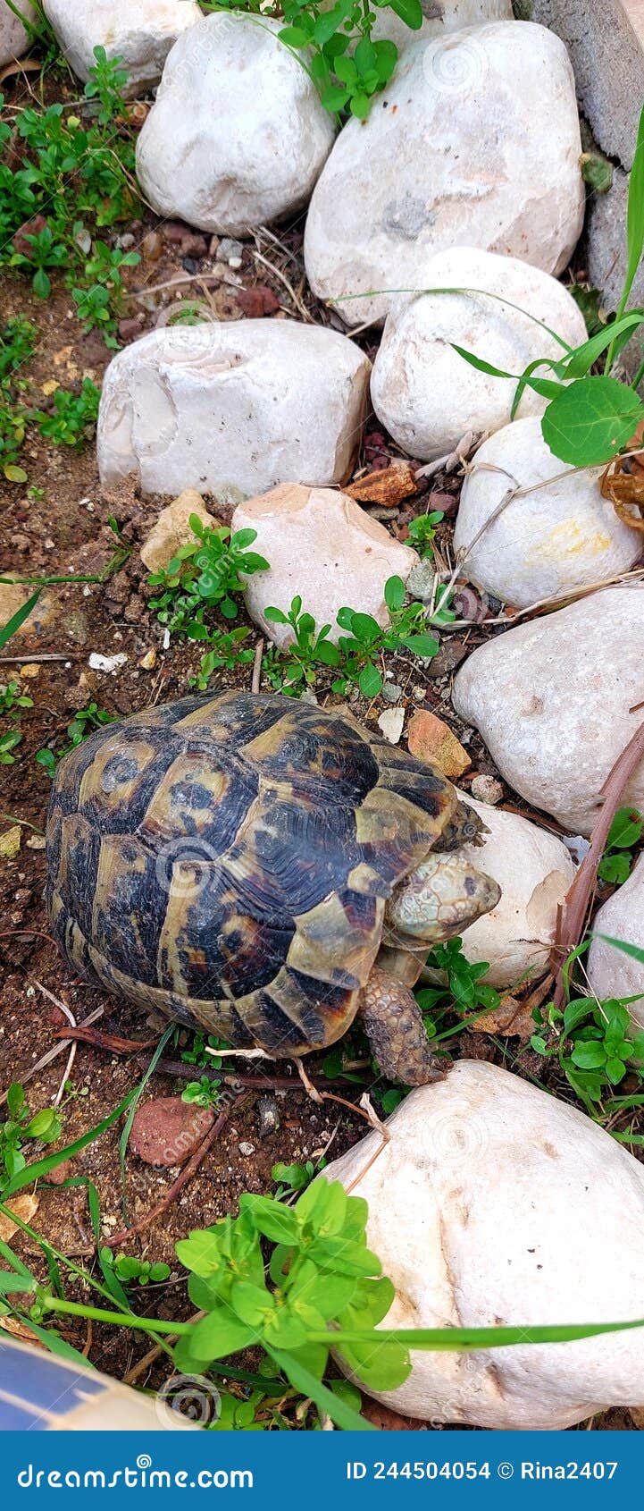 Small Turtle Walking on Stones Stock Photo - Image of turtle, nature ...