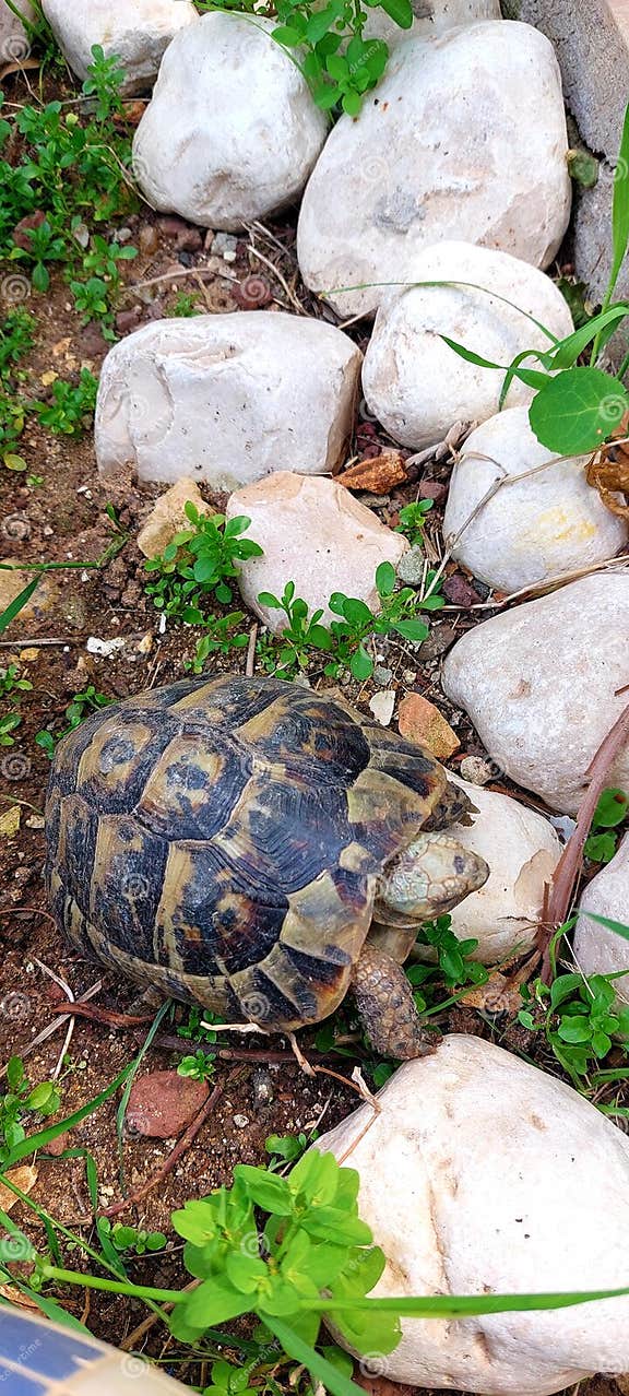 Small Turtle Walking on Stones Stock Photo - Image of turtle, nature ...