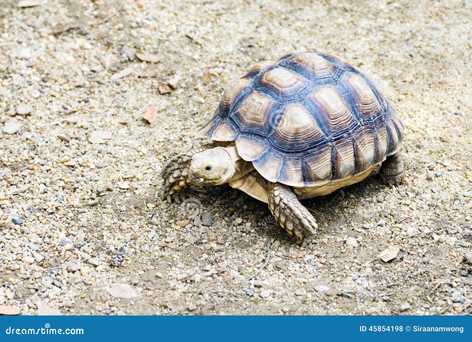 Small turtle stock photo. Image of armor, green, testudo - 45854198
