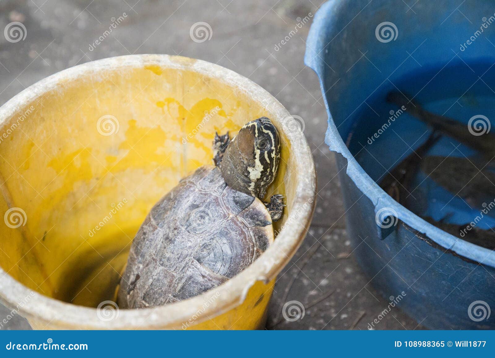 Turtle in a bucket stock image. Image of bucket, cutout - 108988365
