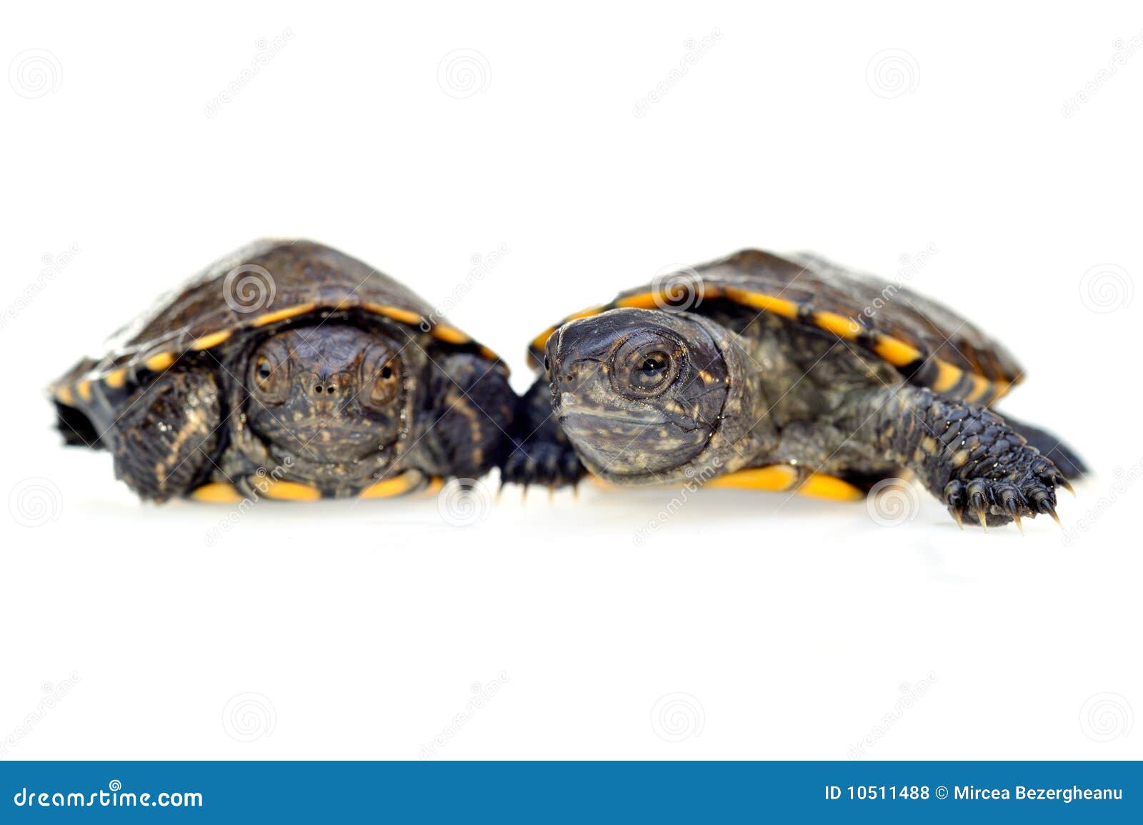 Small turtles stock photo. Image of head, turtle, slow - 10511488