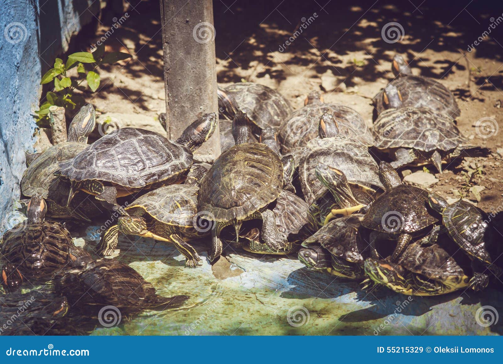 Small Turtles Climbed on Each Other Stock Image - Image of small, rest ...