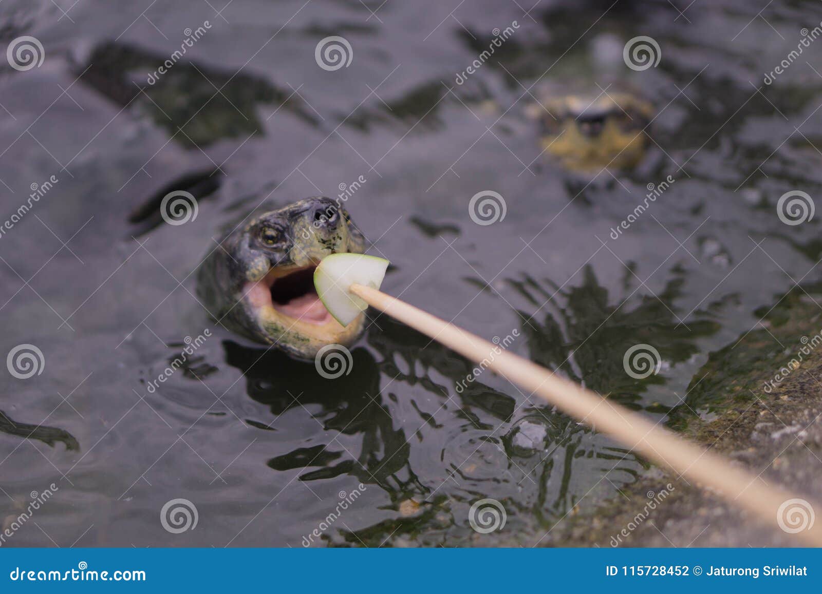 Small Turtles are Eating Thailand. Stock Photo - Image of eating ...