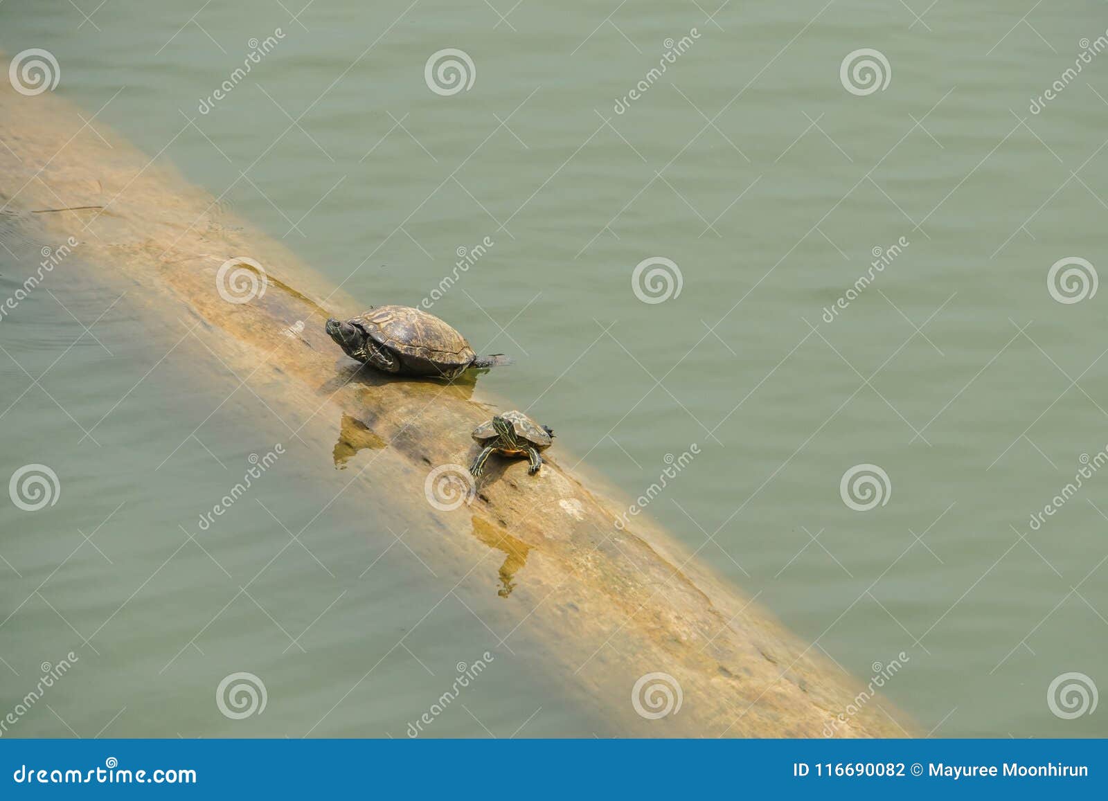 Small Turtles on Floating Log in River Stock Photo - Image of animal ...